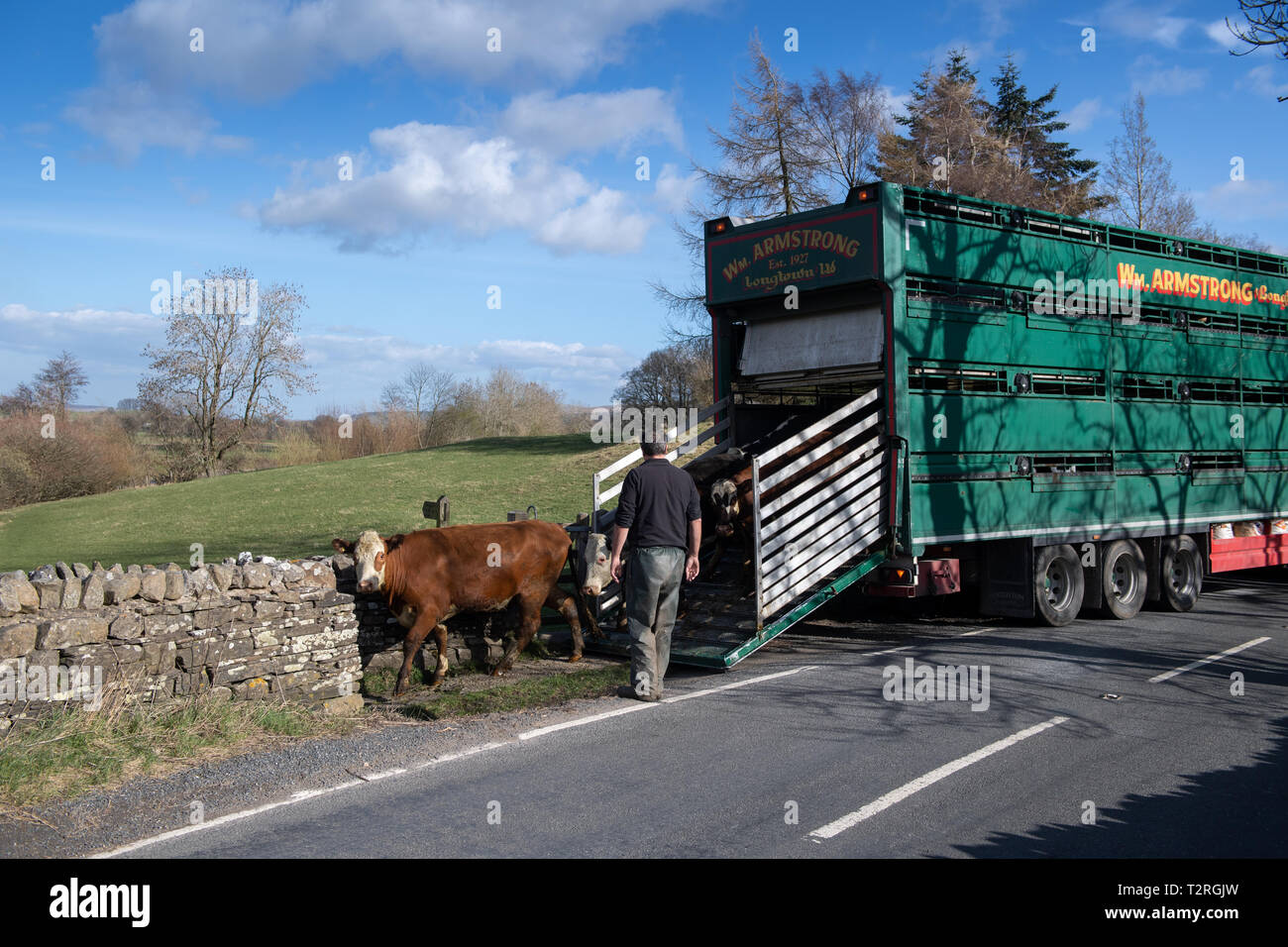 Cattle Truck Uk Stock Photos & Cattle Truck Uk Stock Images - Alamy