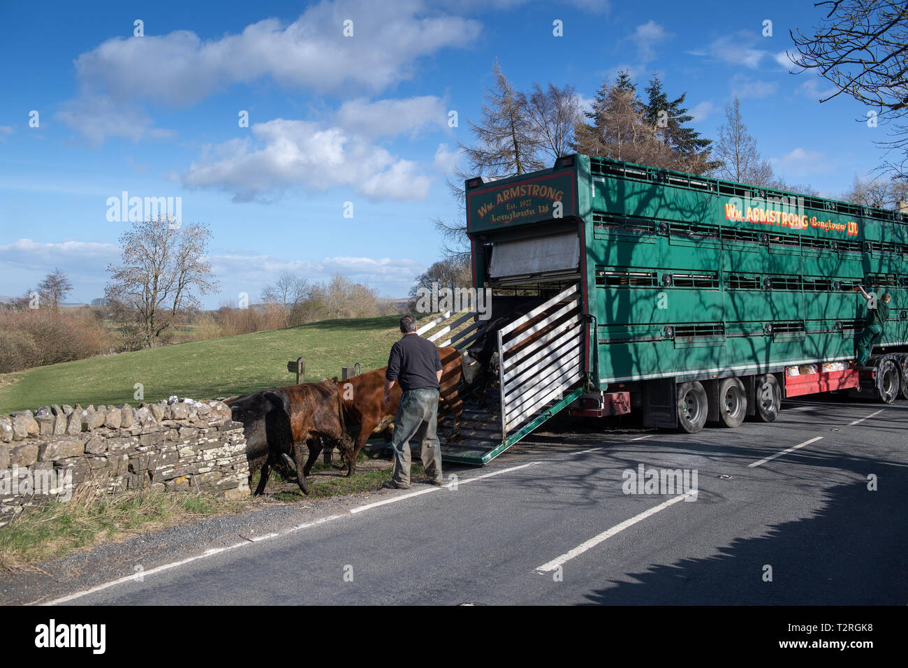 Cattle Truck Uk Stock Photos & Cattle Truck Uk Stock Images - Alamy