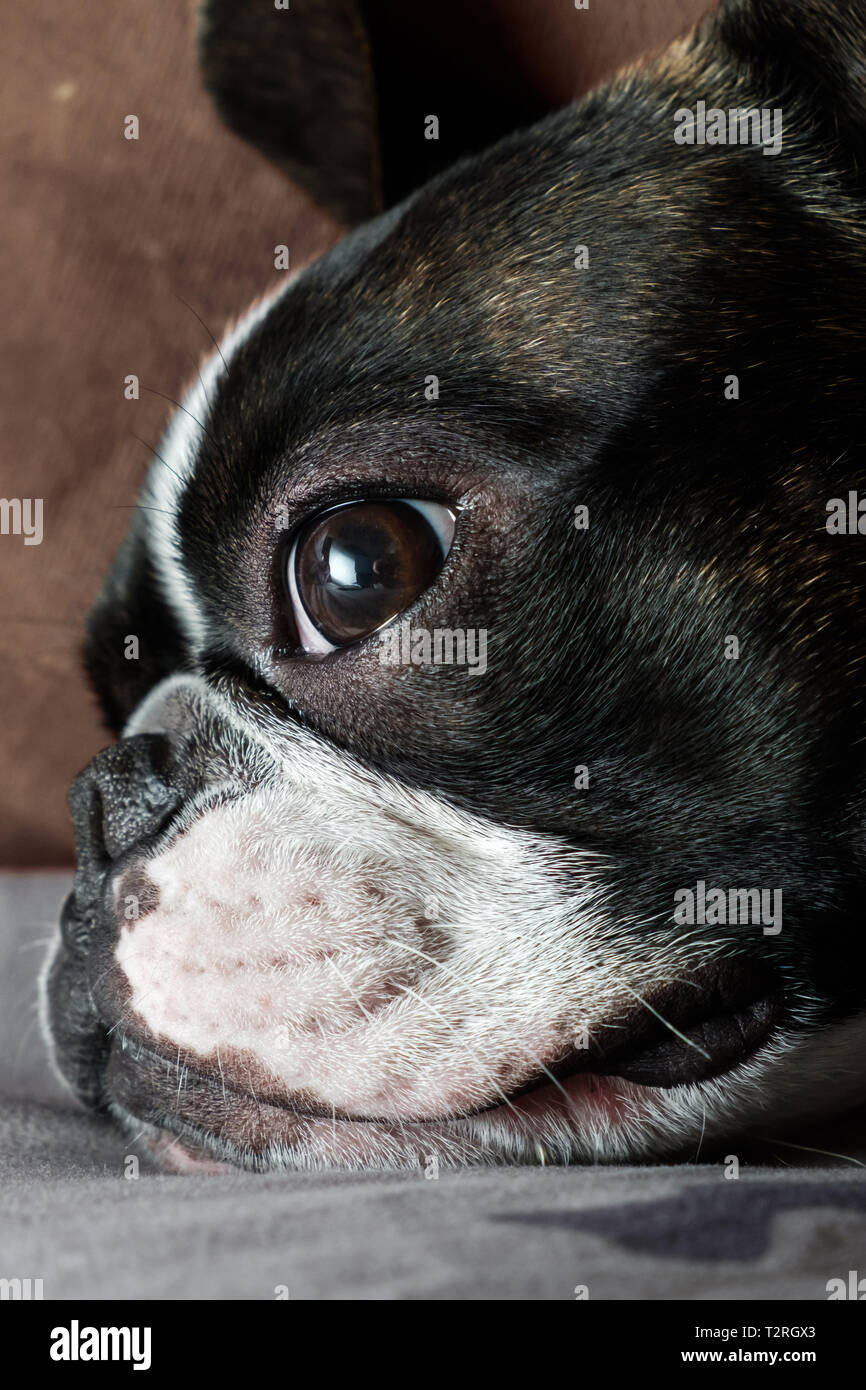 Boston terrier resting face portrait sad eyes beautiful face close up ...