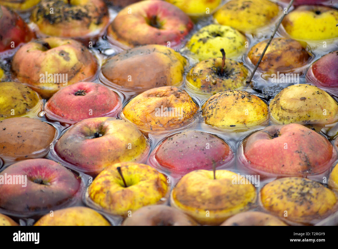 Rotten disgusting apple in a flowing water image Stock Photo - Alamy