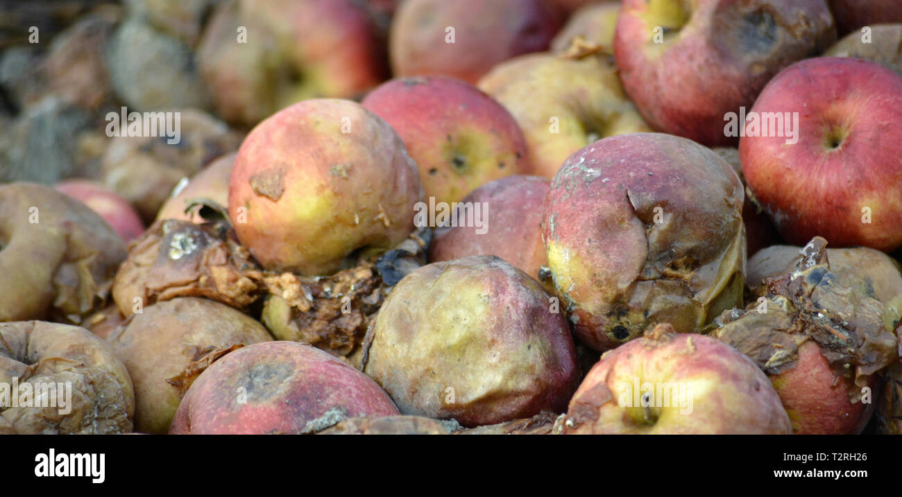 Decayed fallen fruit hi-res stock photography and images - Alamy