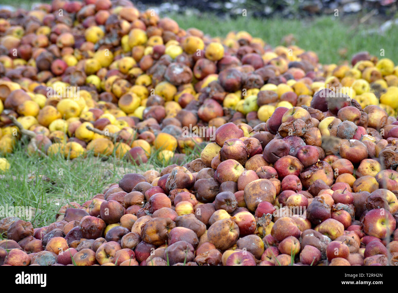 Rotten disgusting apple, many apple, organic pollution concept Stock ...