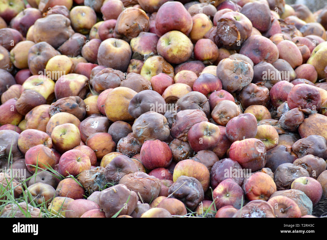 Decayed fallen fruit hi-res stock photography and images - Alamy