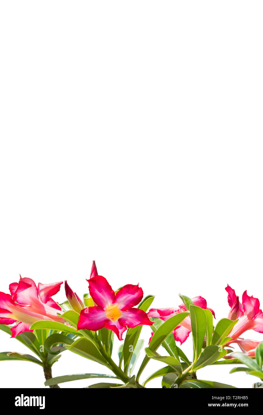 Isolated bright and colorful desert rose at the bottom of the frame on ...