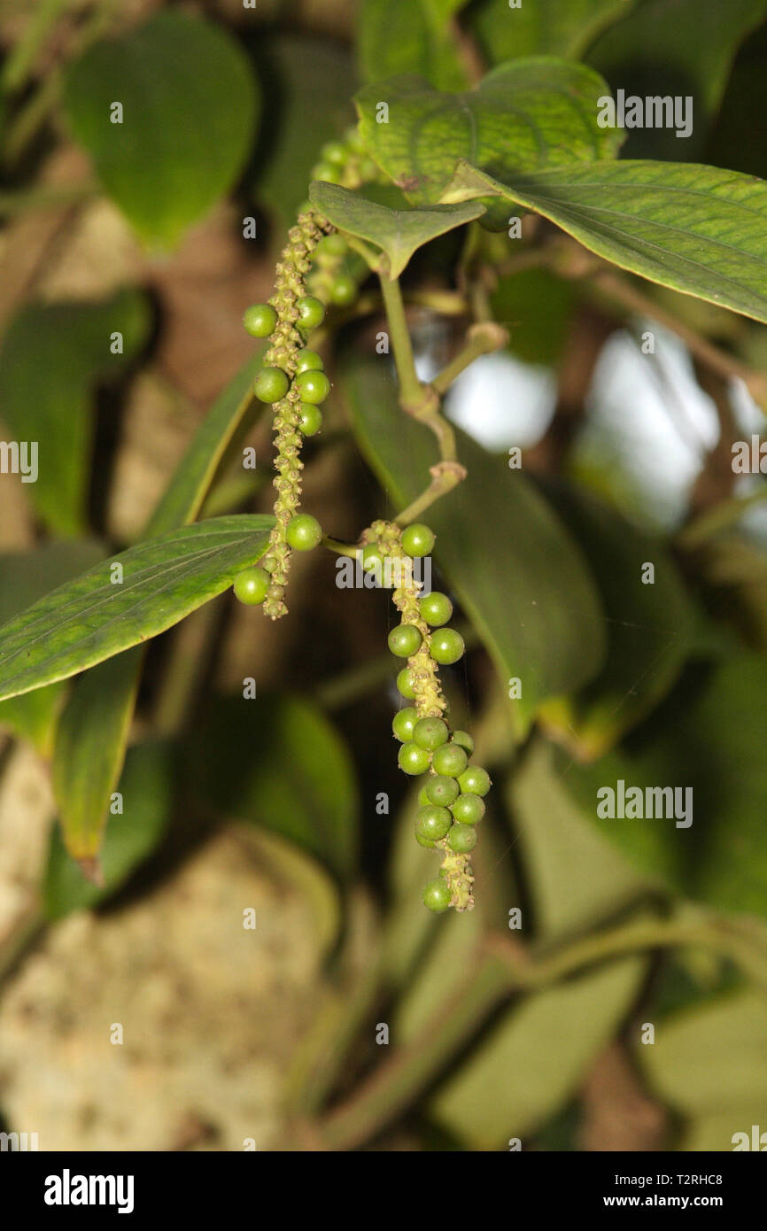 Spice tree hi-res stock photography and images - Alamy