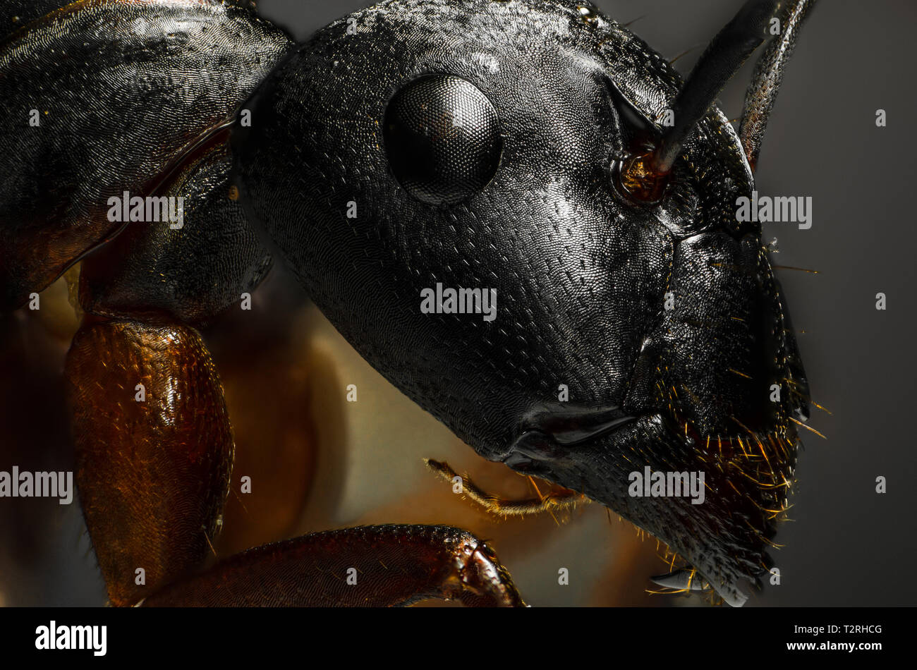 Black ants cutout hi-res stock photography and images - Alamy