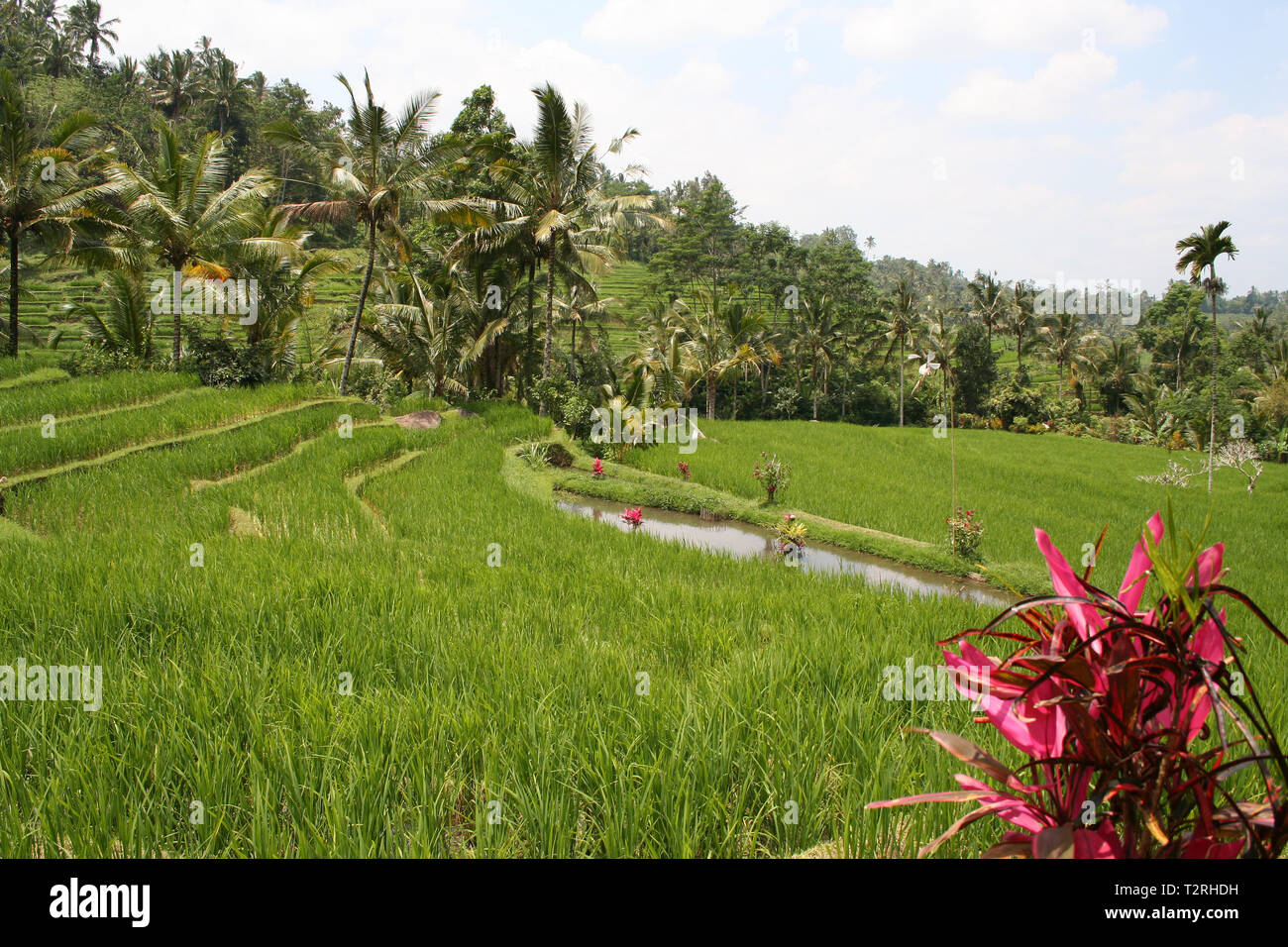 A rice field in Bali Stock Photo - Alamy