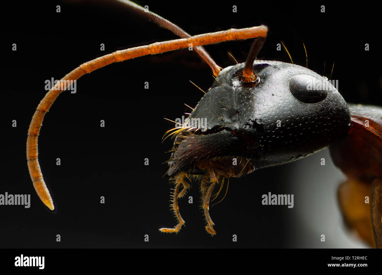 A high magnification, x4, image of a black ant Stock Photo - Alamy