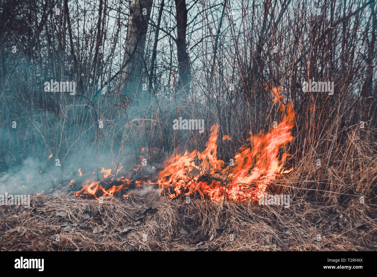The field burns dry grass, is environmentally hazardous, pollution of ...