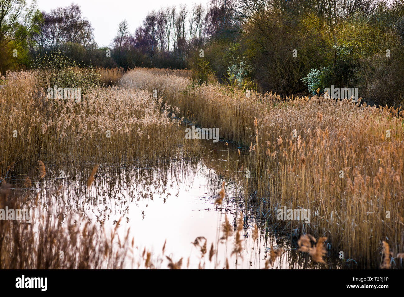 Reed beds hi-res stock photography and images - Alamy