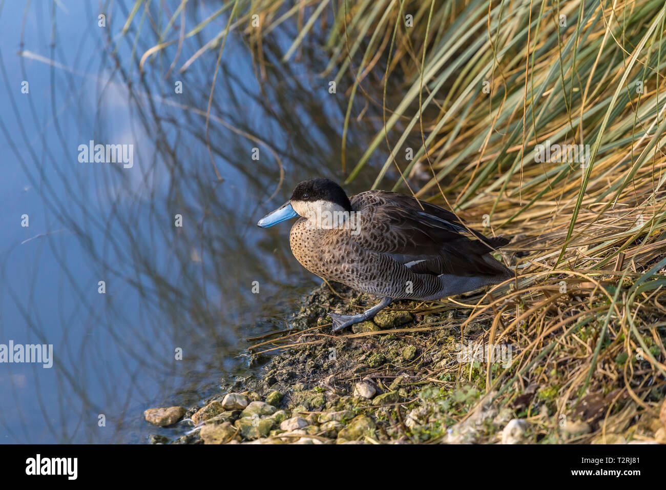 Puna Teal at Slimbridge Stock Photo - Alamy