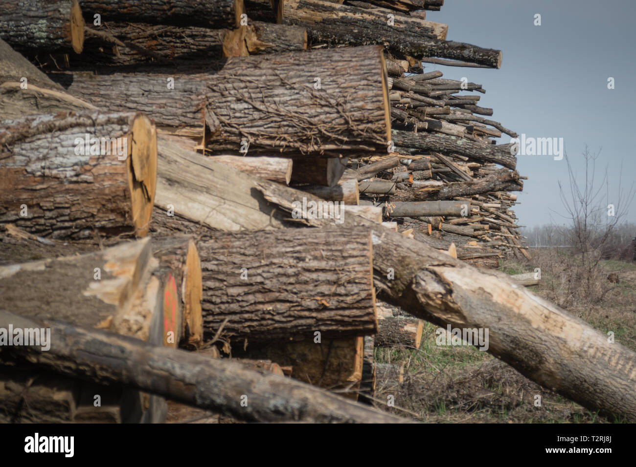 Wood pile, big stack outdoor with clear sky Stock Photo - Alamy