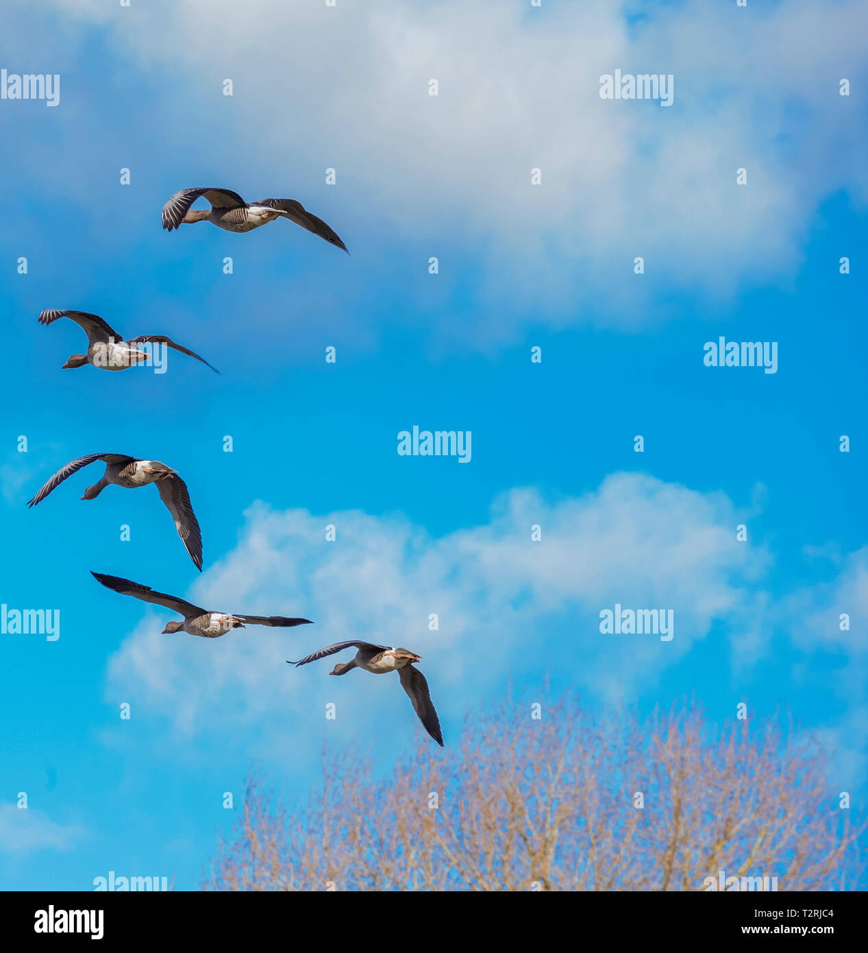 Greylag Geese flying over Slimbridge Stock Photo - Alamy