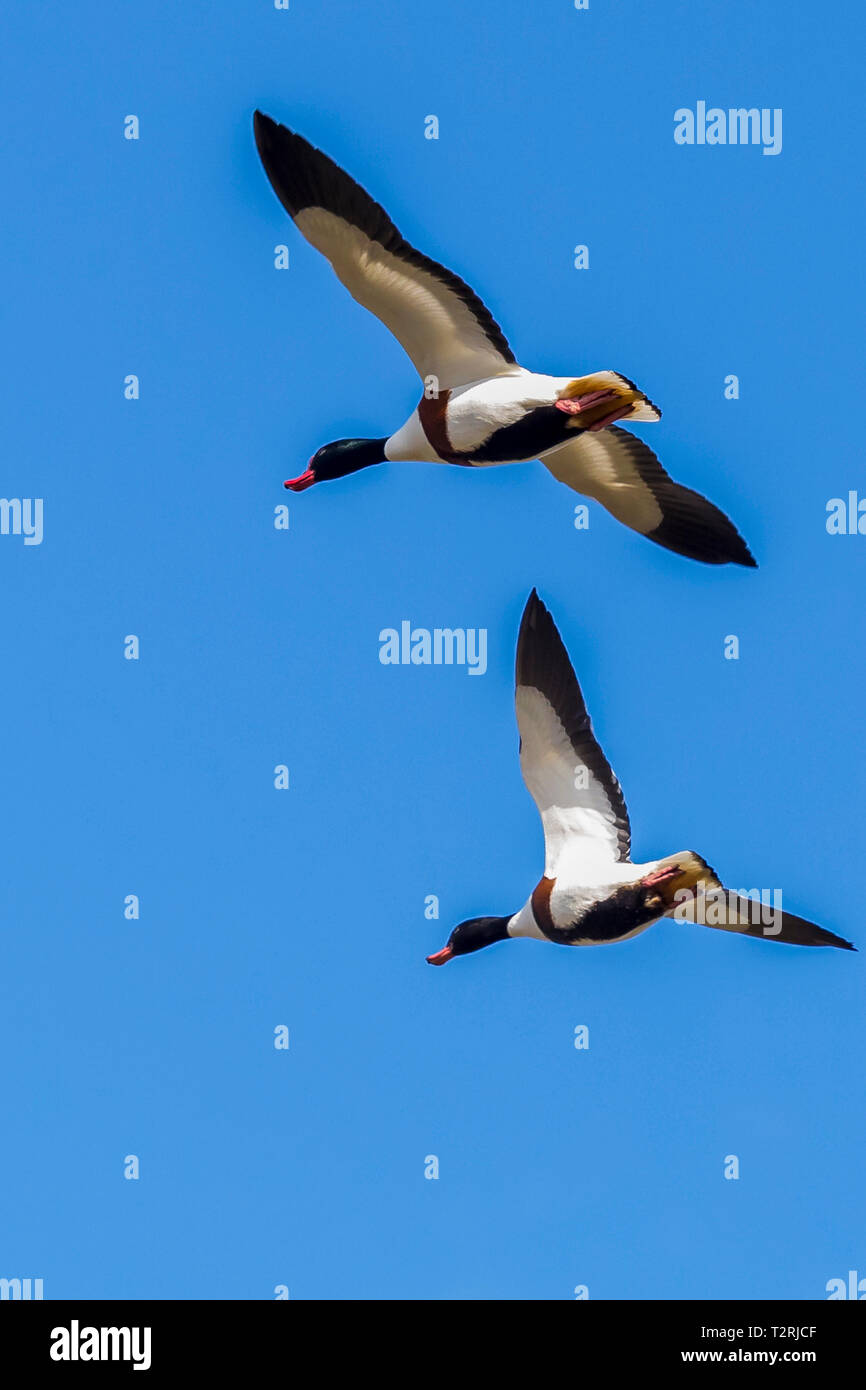 Common Shelduck flying over Slimbridge Stock Photo - Alamy