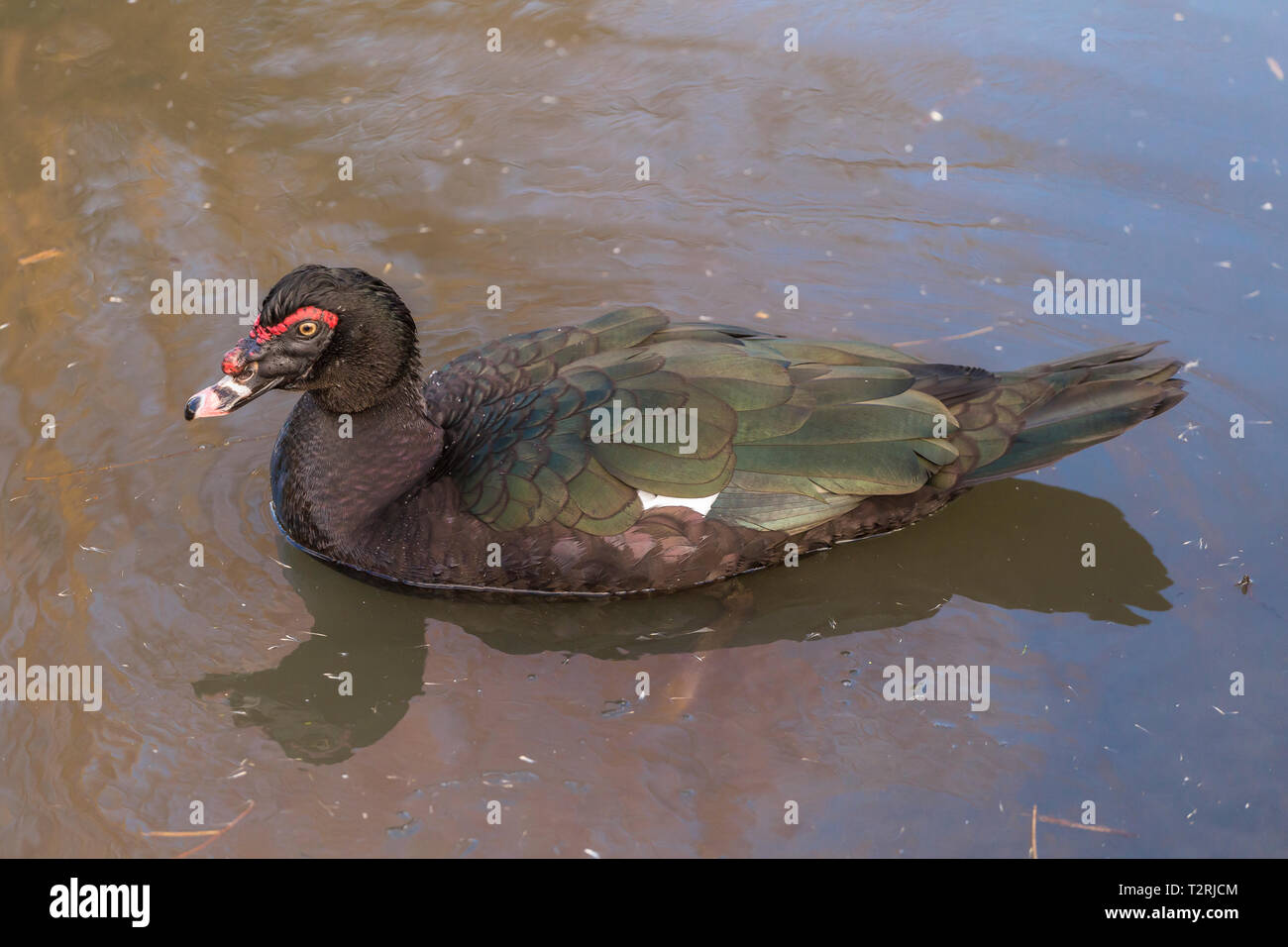 Muscovy Duck at Slimbridge Stock Photo - Alamy