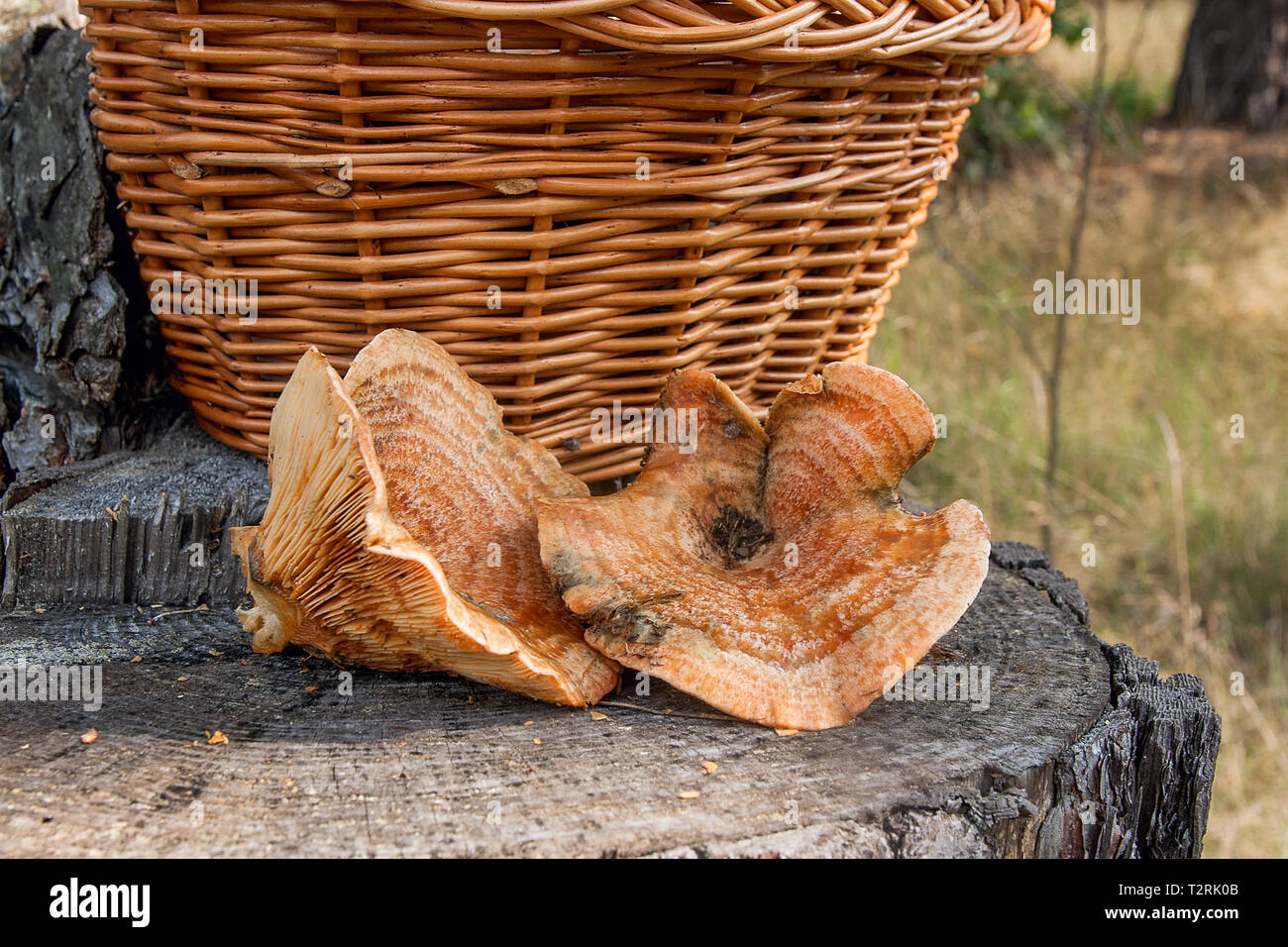 Harvested at autumn amazing edible mushrooms Saffron Milk Cap known as ...