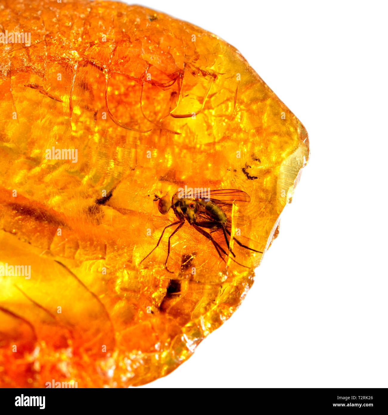 Prehistoric fly in Baltic amber Stock Photo - Alamy