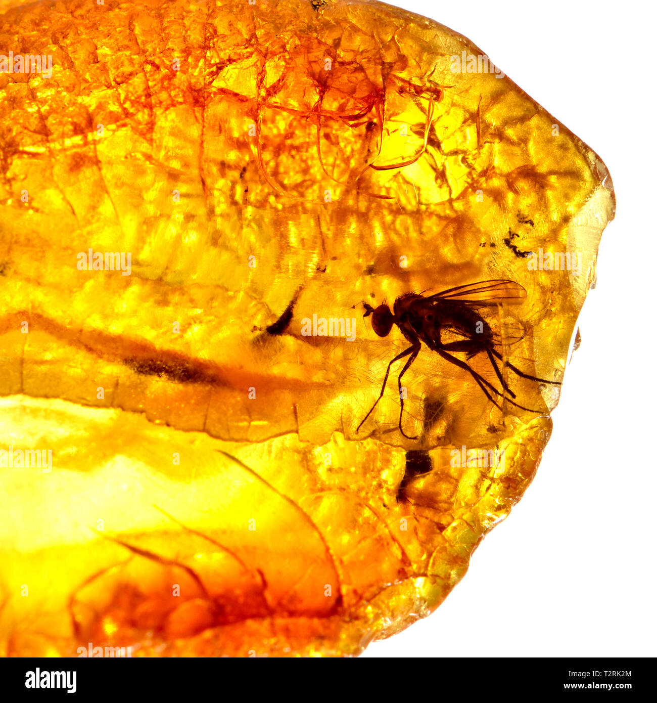 Prehistoric fly in Baltic amber Stock Photo - Alamy