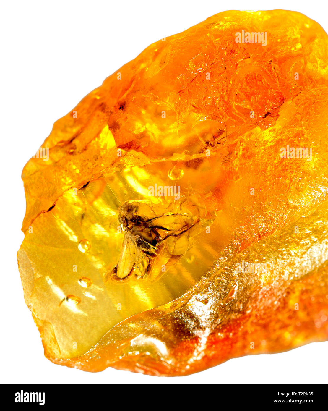 Fossilised fly in amber resin hi-res stock photography and images - Alamy