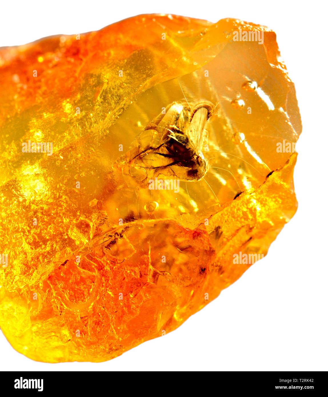 Prehistoric fly in Baltic amber Stock Photo - Alamy