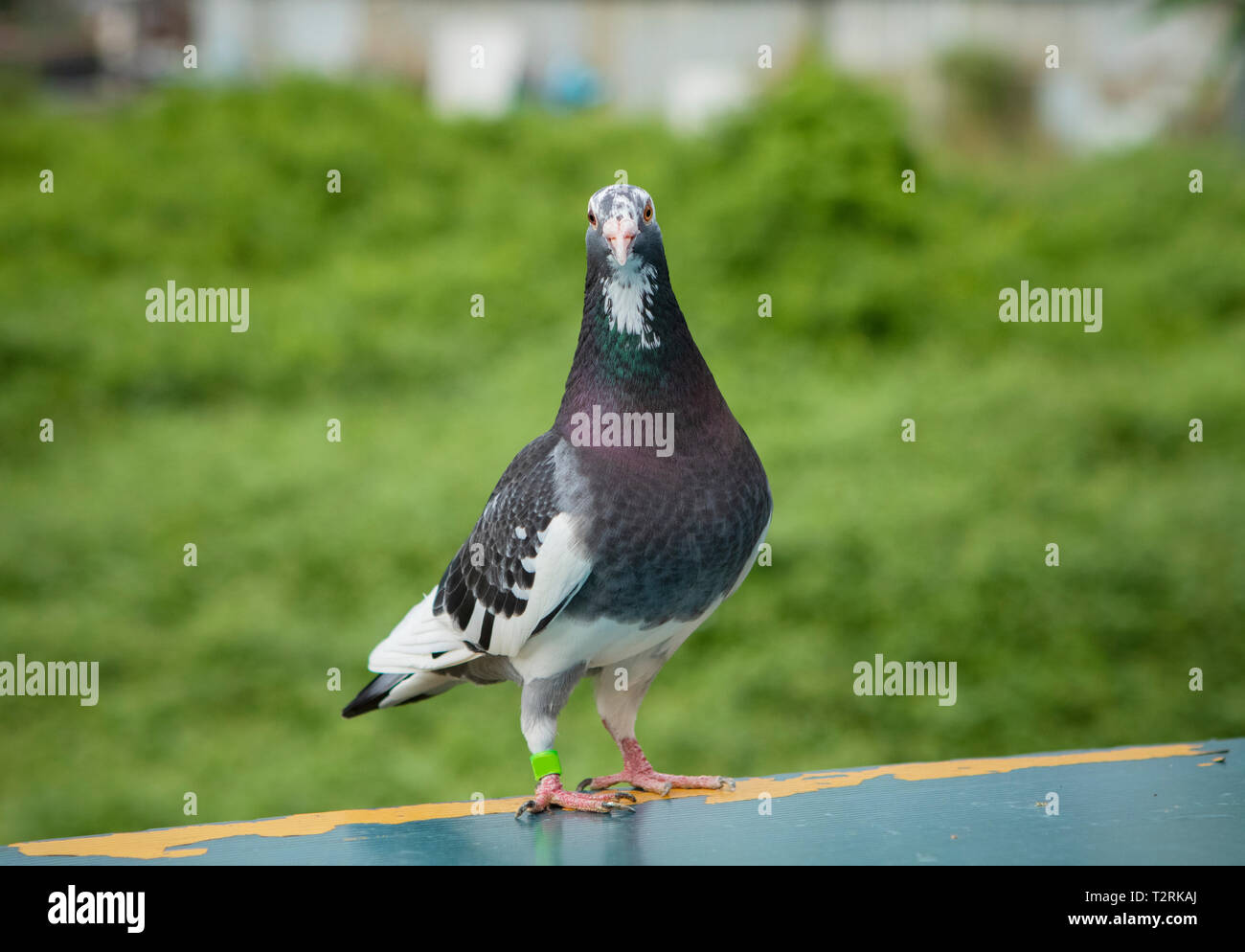 Pigeon liberation hi-res stock photography and images - Alamy