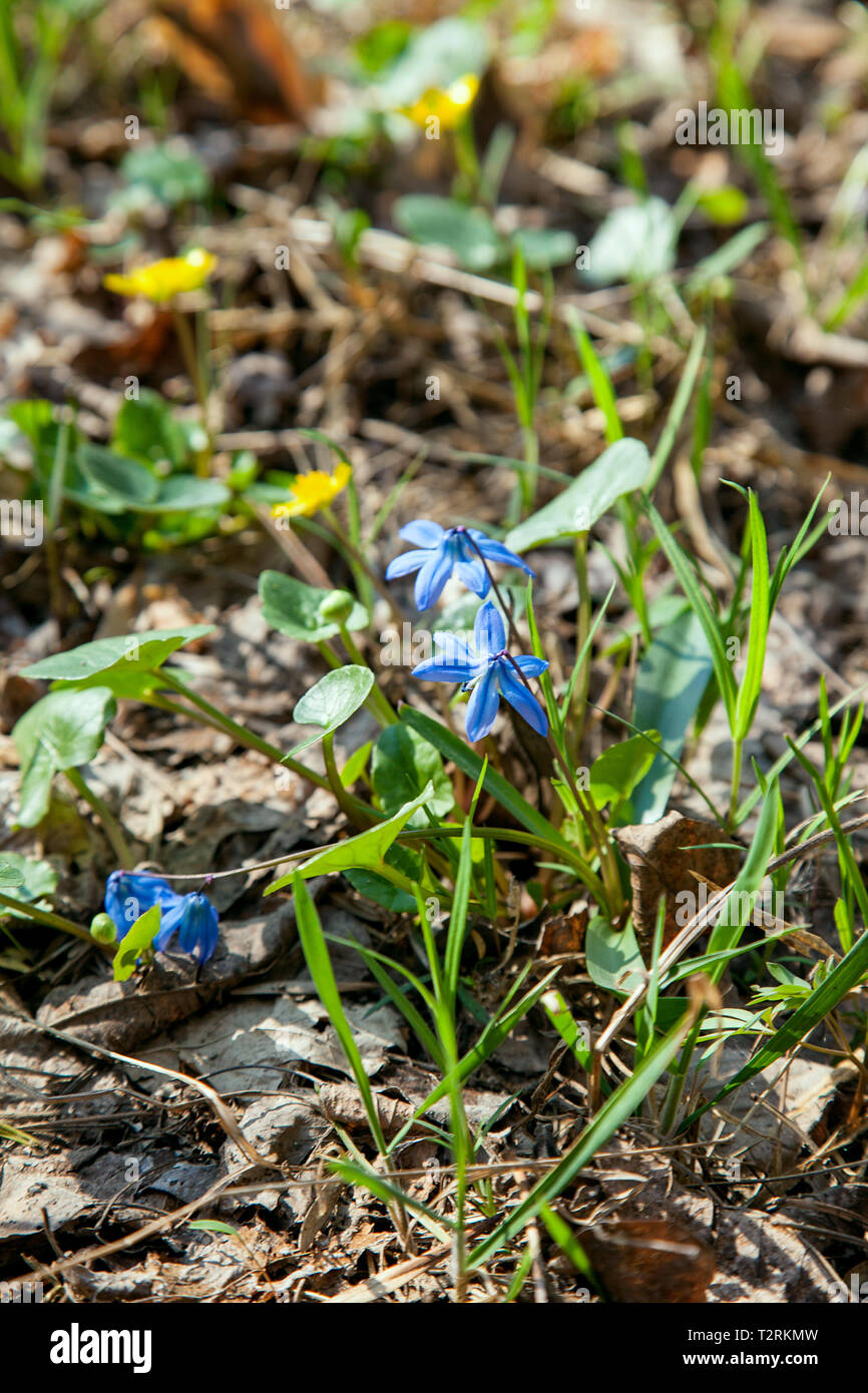 Close up view of scilla siberica known as siberian squill or wood ...