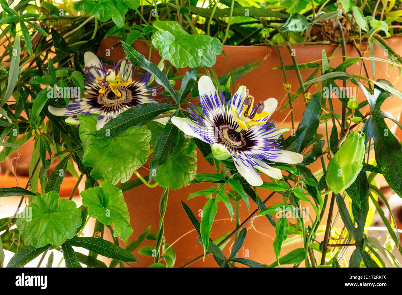 Passiflora buds hi-res stock photography and images - Alamy