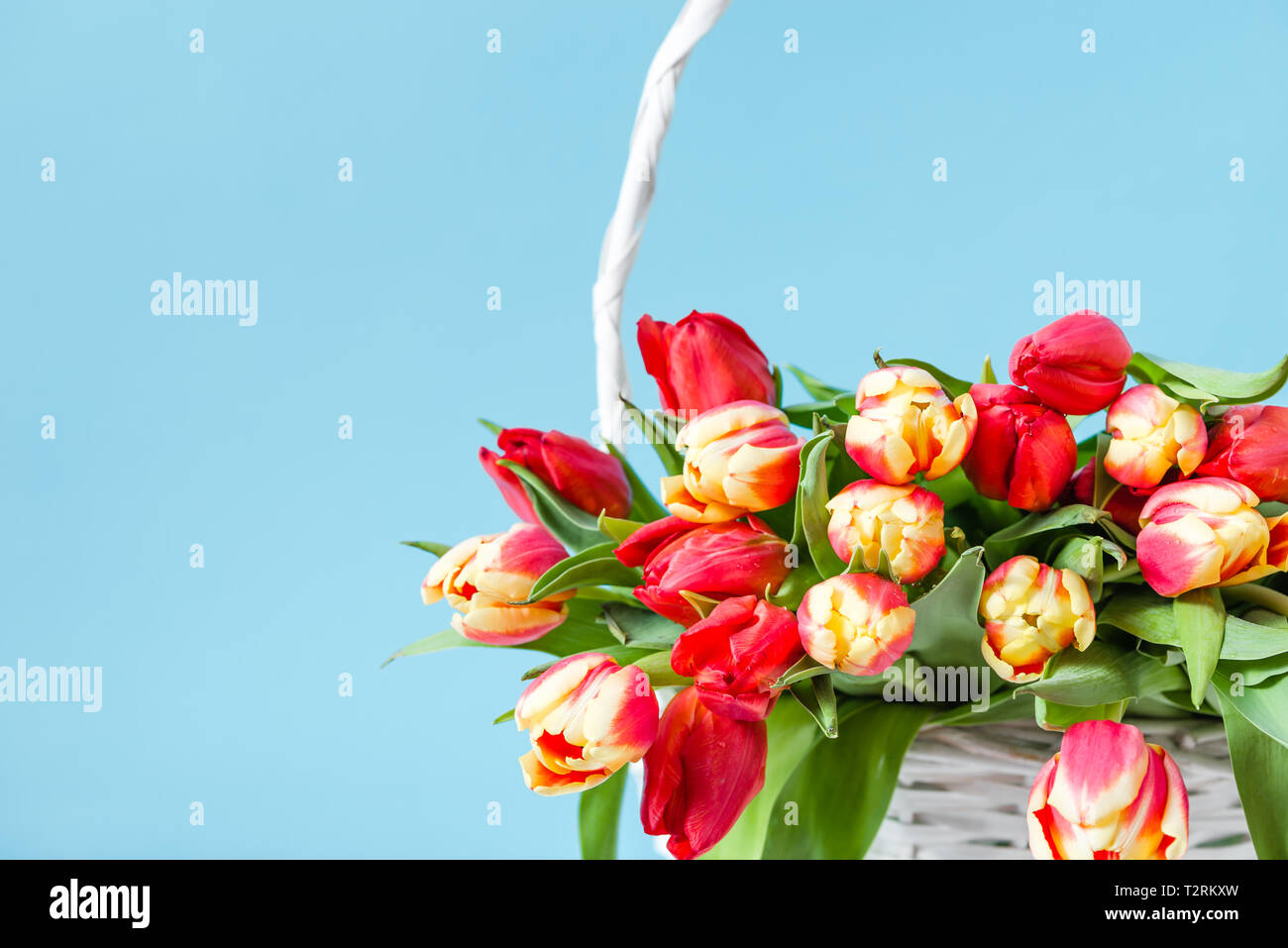 Spring tulip bouquet. Flowers on blue background. Mothers day card ...