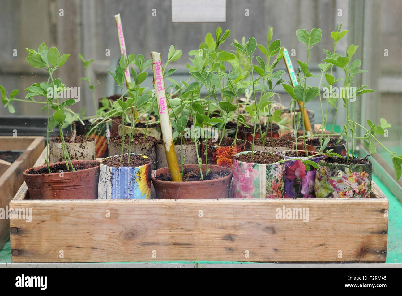 Seedlings in a cold frame hi-res stock photography and images - Alamy