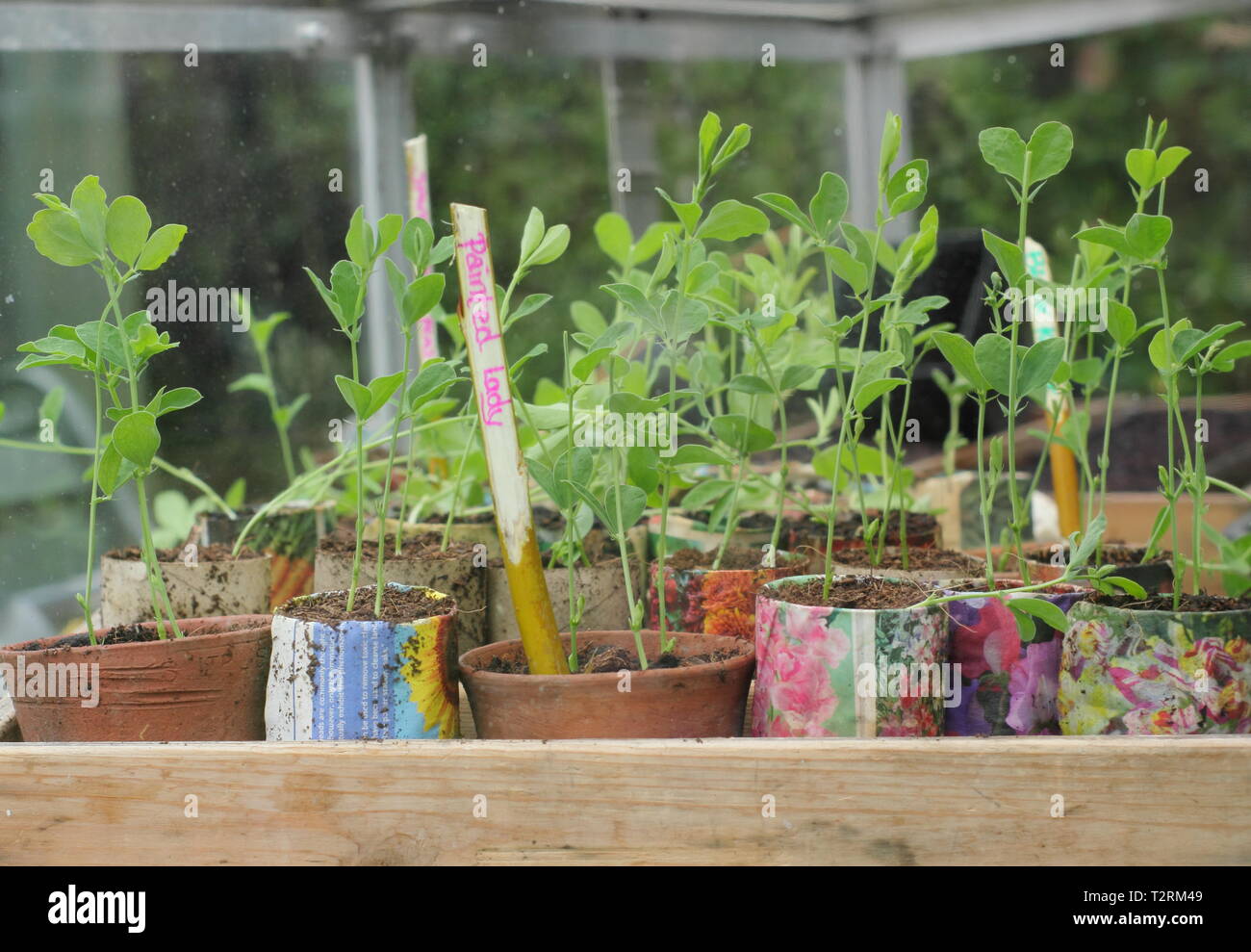 Sweet pea seedlings in a cold frame. Autumn sown Lathyrus odoratus ...