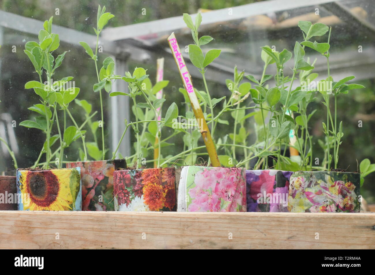 Sweet peas root growth hi-res stock photography and images - Alamy