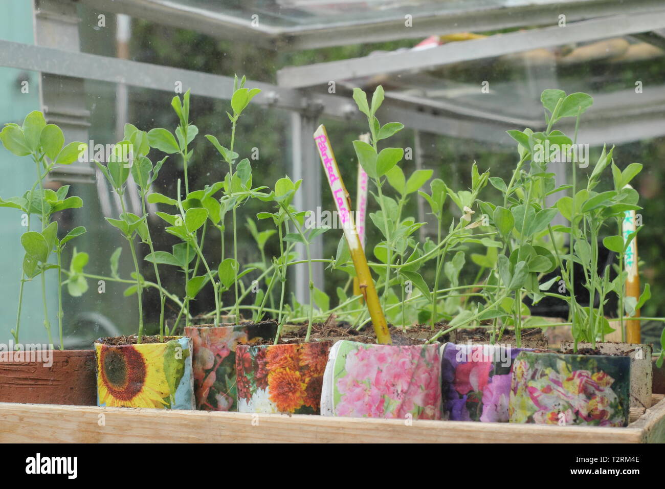 Lathyrus odoratus loo rolls hi-res stock photography and images - Alamy