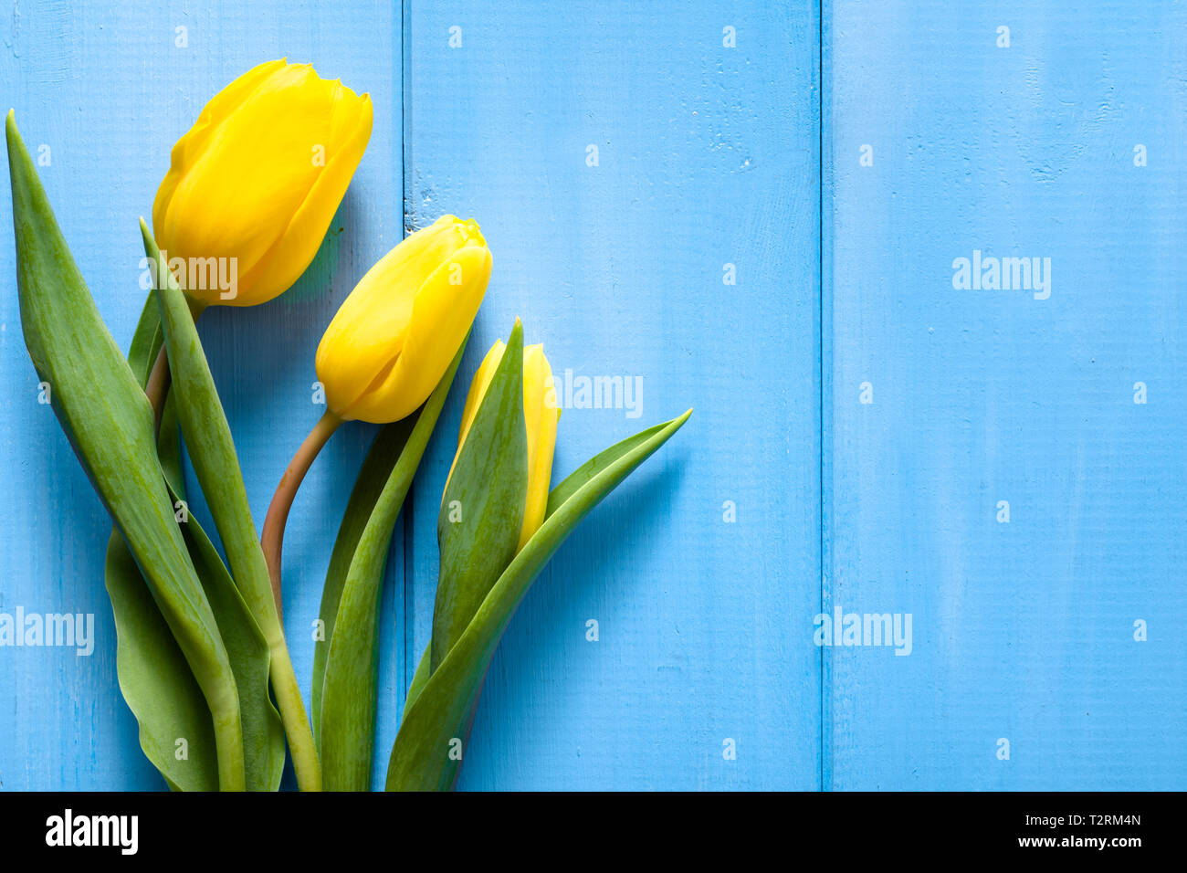 Spring easter background with tulip on wood Stock Photo - Alamy