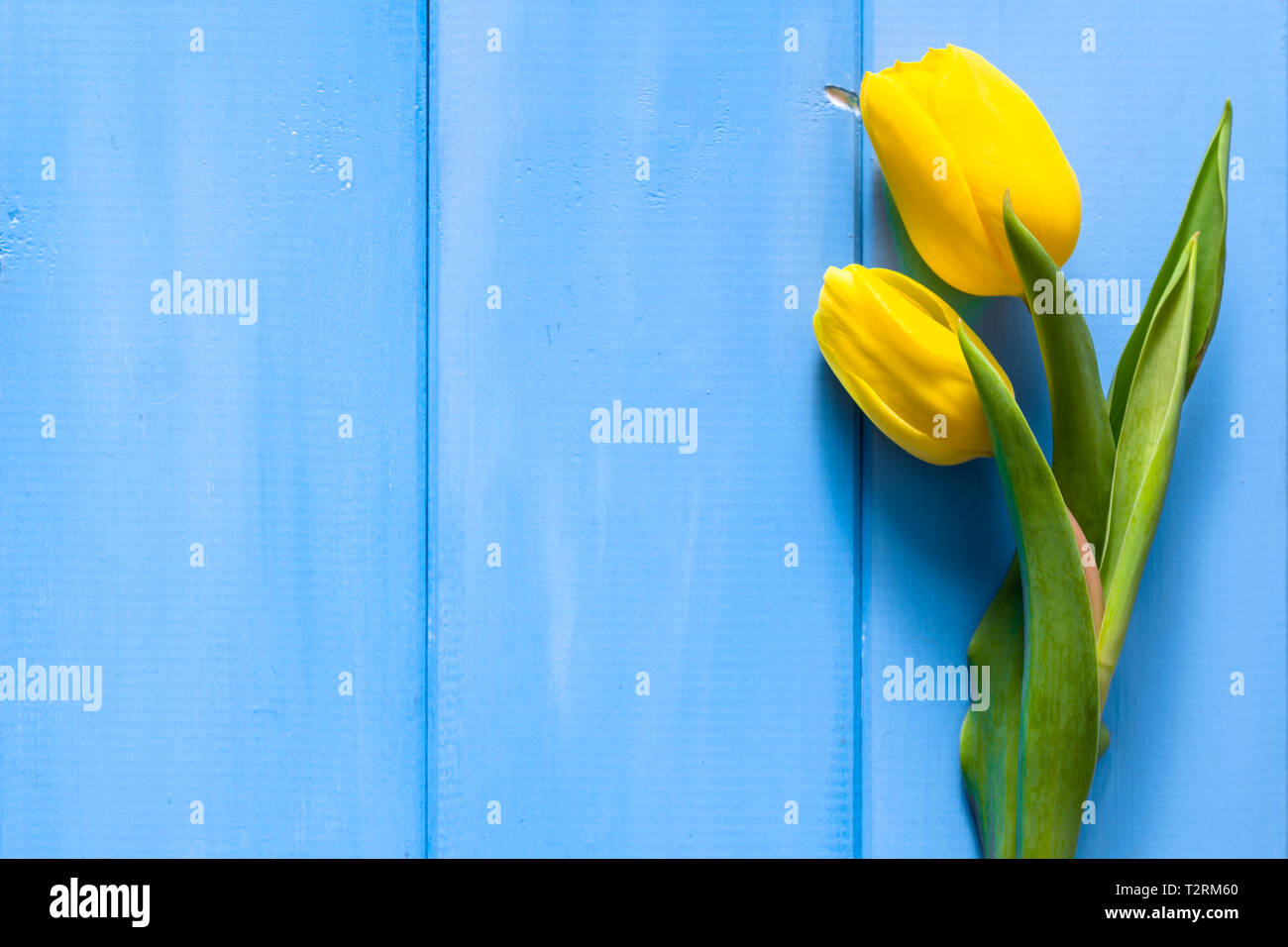 Easter background. Spring tulip on wooden table Stock Photo - Alamy