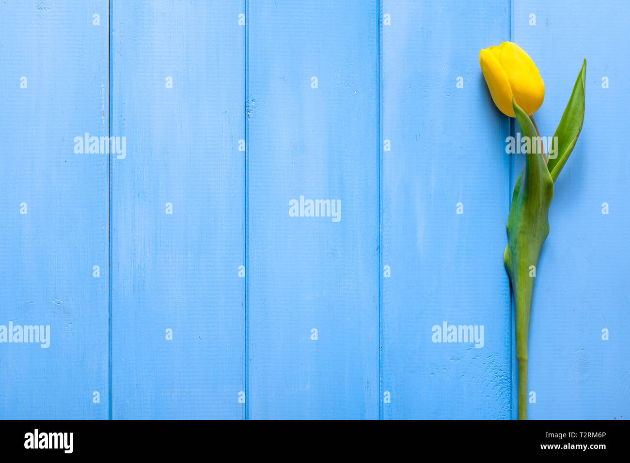 Spring easter background with tulip on wooden table Stock Photo - Alamy