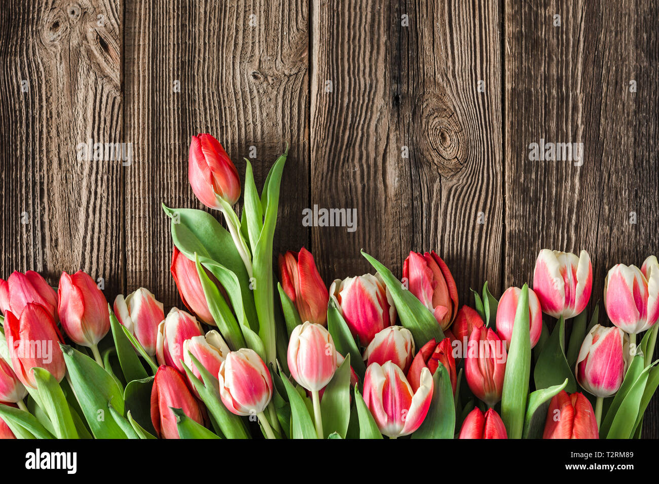 Colorful white and red tulip on wooden table. Spring easter background ...