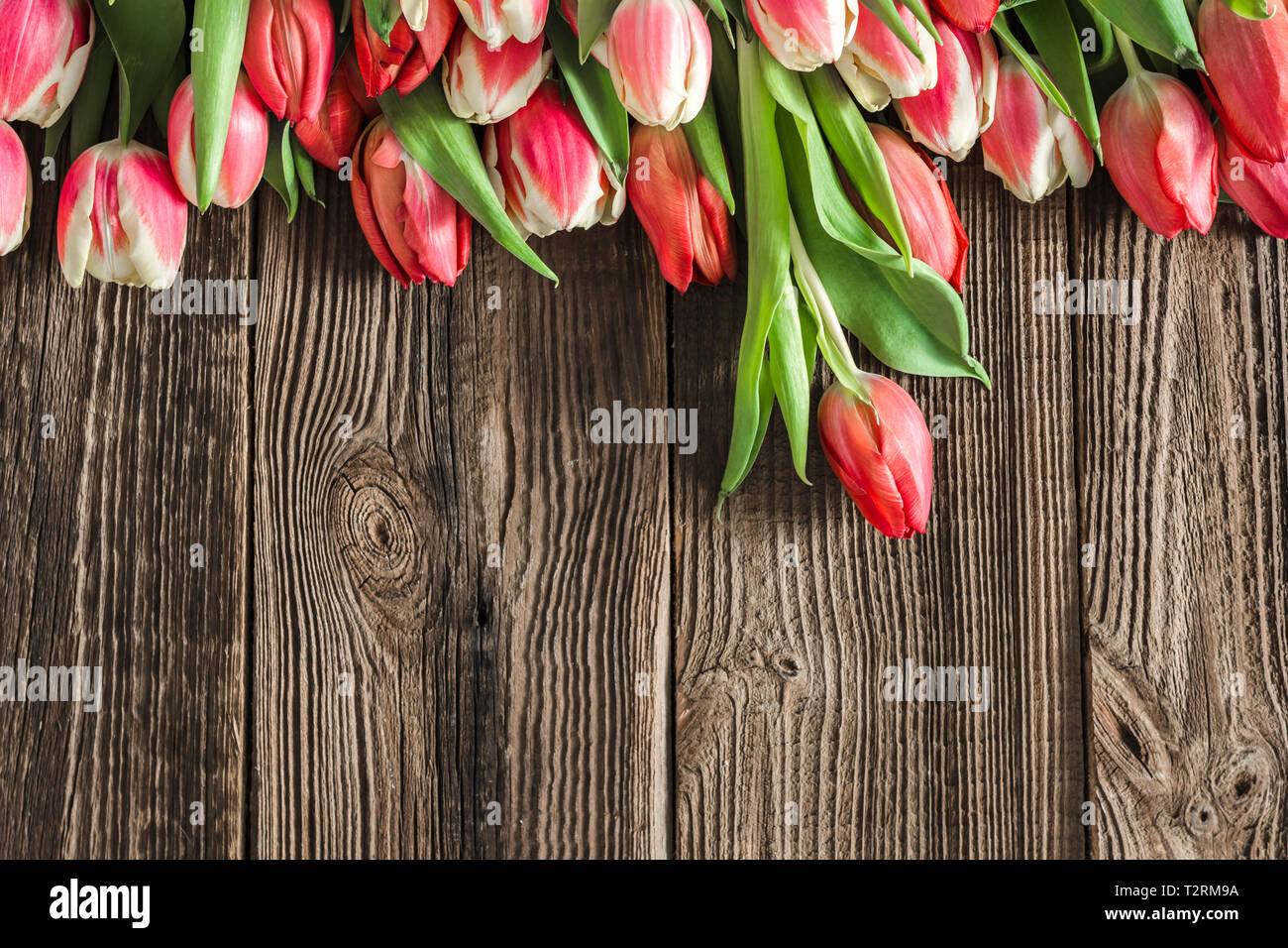Colorful tulips on wooden background. Spring tulip flowers. Mothers day ...