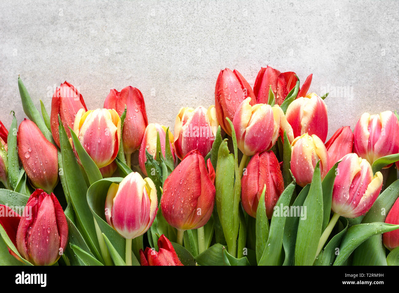 Colorful tulips, bouquet of flowers, spring easter background or women ...