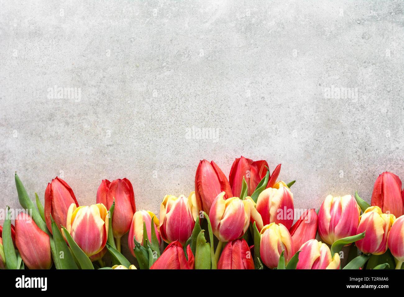 Colorful tulips, spring easter background, flowers for mother's day or ...