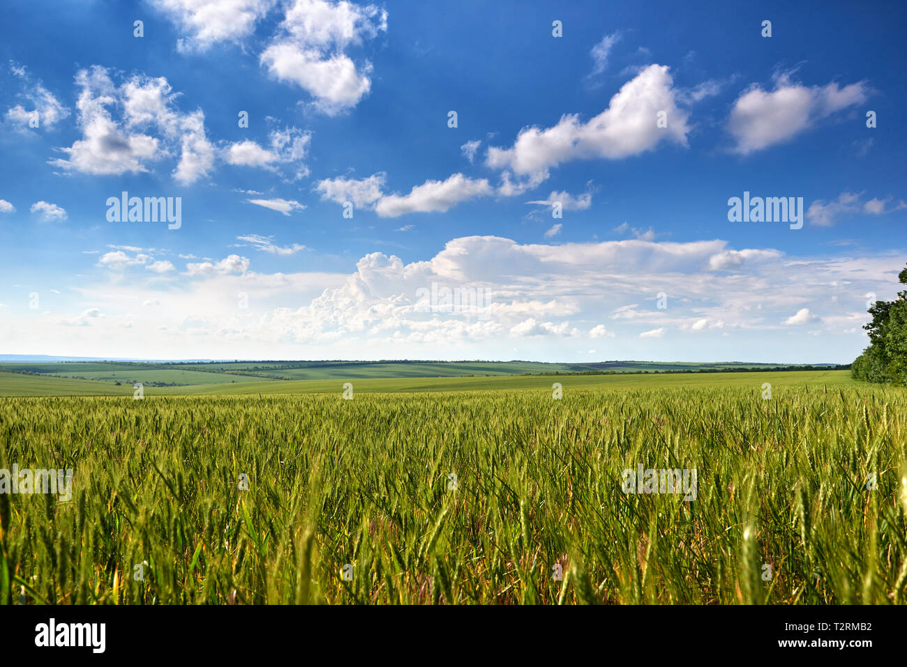 spring landscape - agricultural field with young ears of wheat, green ...