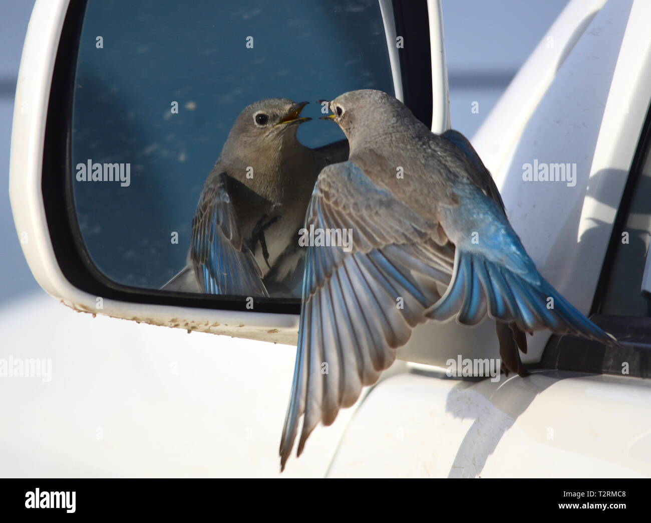 A mountain bluebird attacks a car mirror after seeing the reflection and thinking it is a ...