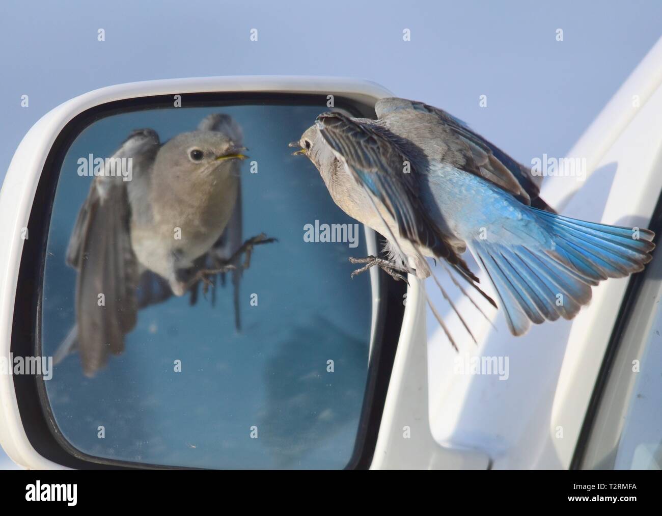 Bluebird mirror hi-res stock photography and images - Alamy