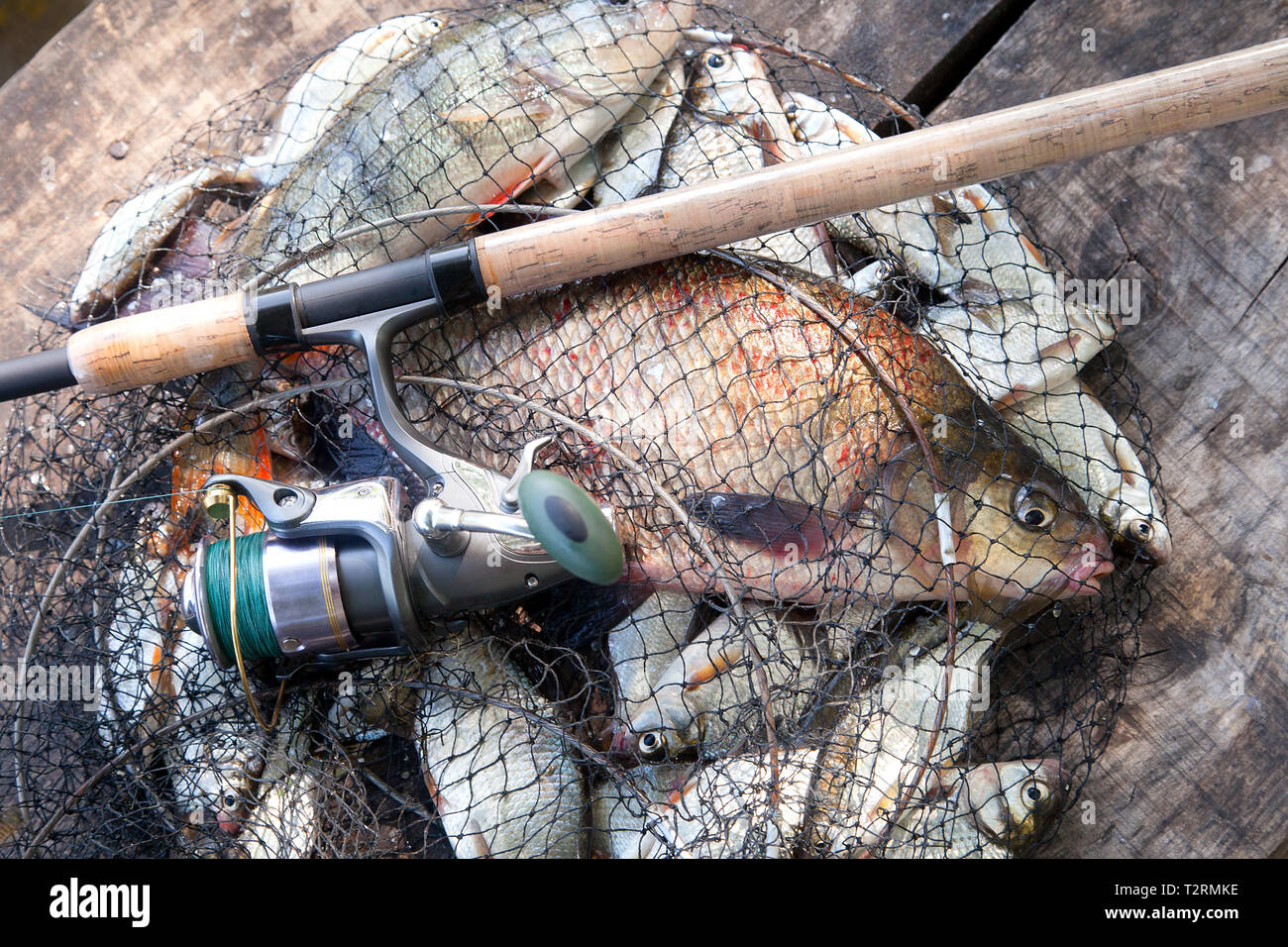 Good catch. Just taken from the water big freshwater common bream known ...