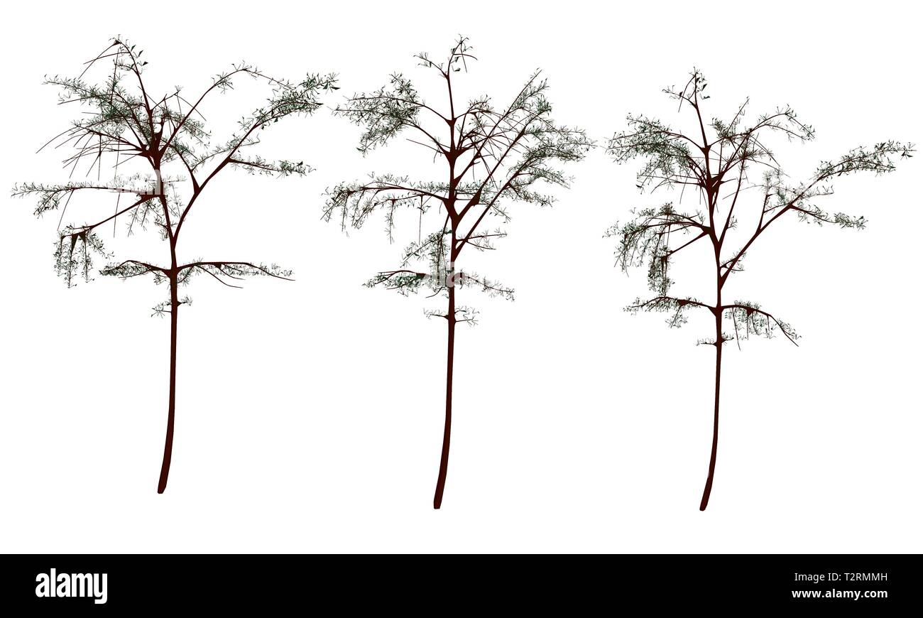Set with trees. Realistic trees isolated on white background. Vector ...