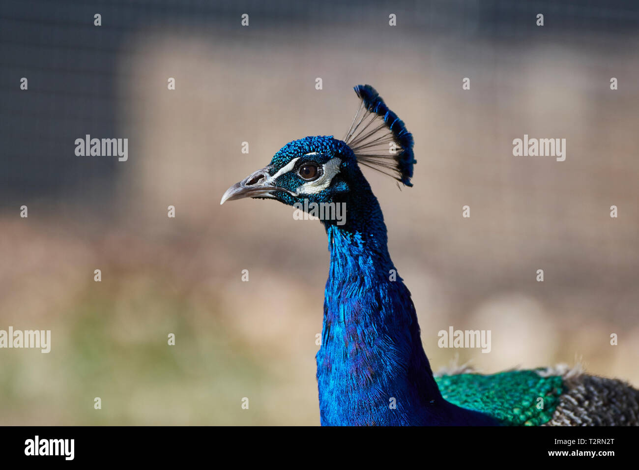 Plunk hi-res stock photography and images - Alamy