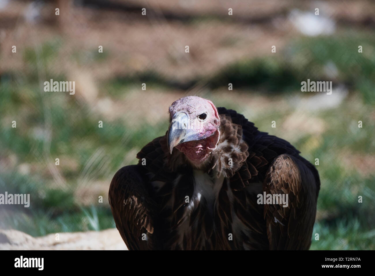 Scavenging bird hi-res stock photography and images - Alamy