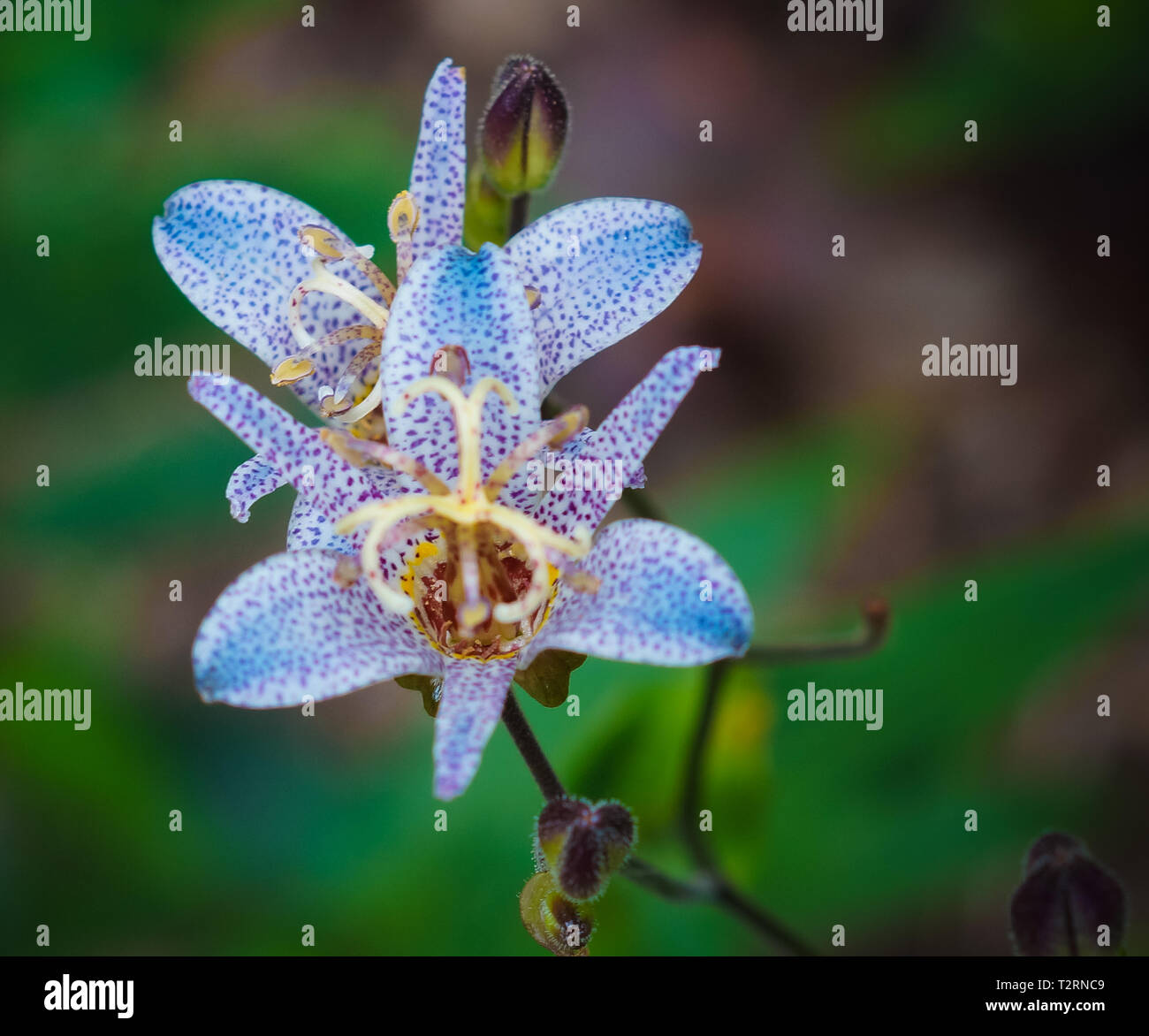 Pretty light blue flower Stock Photo - Alamy