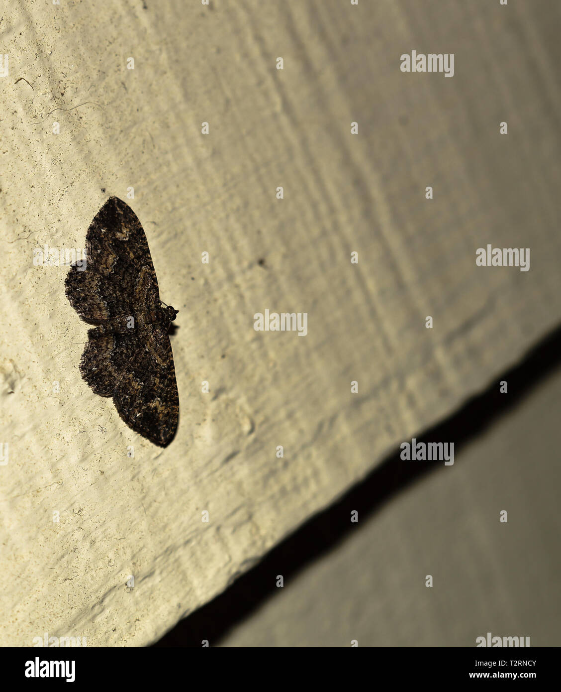 Close Up Photo Of Moth High Resolution Stock Photography and Images - Alamy