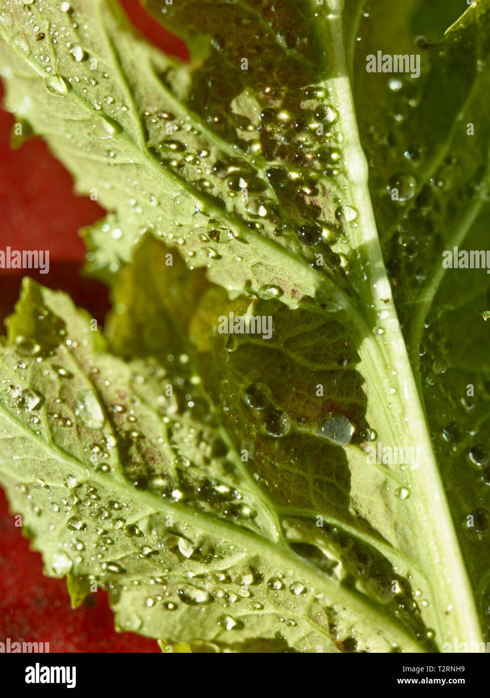 Green ornamental poppy leaf with jewel-like water droplets, close-up ...