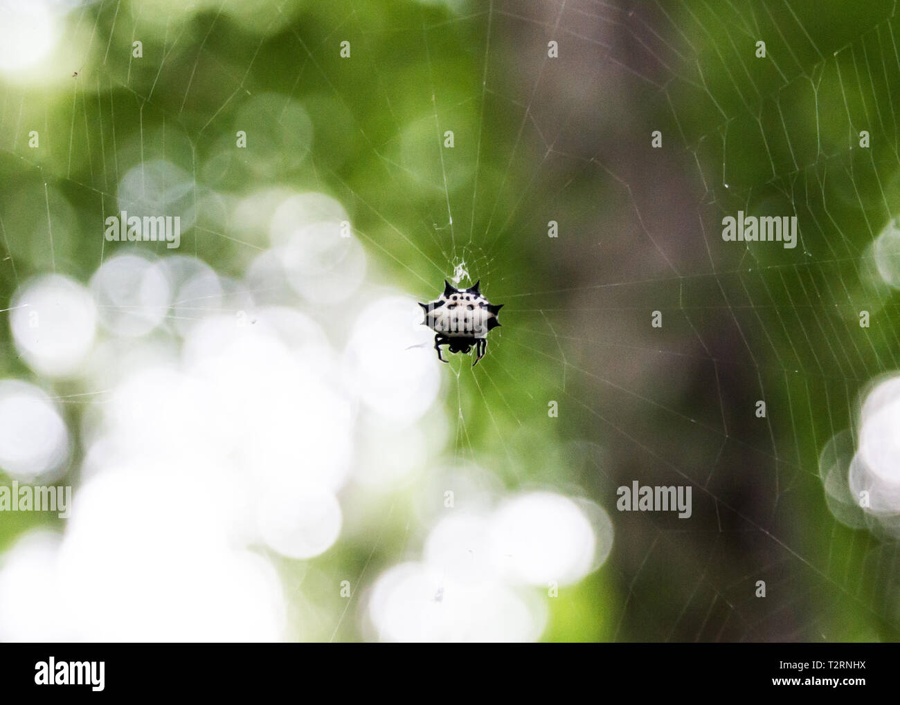 Photo shot of a strange bug hi-res stock photography and images - Alamy